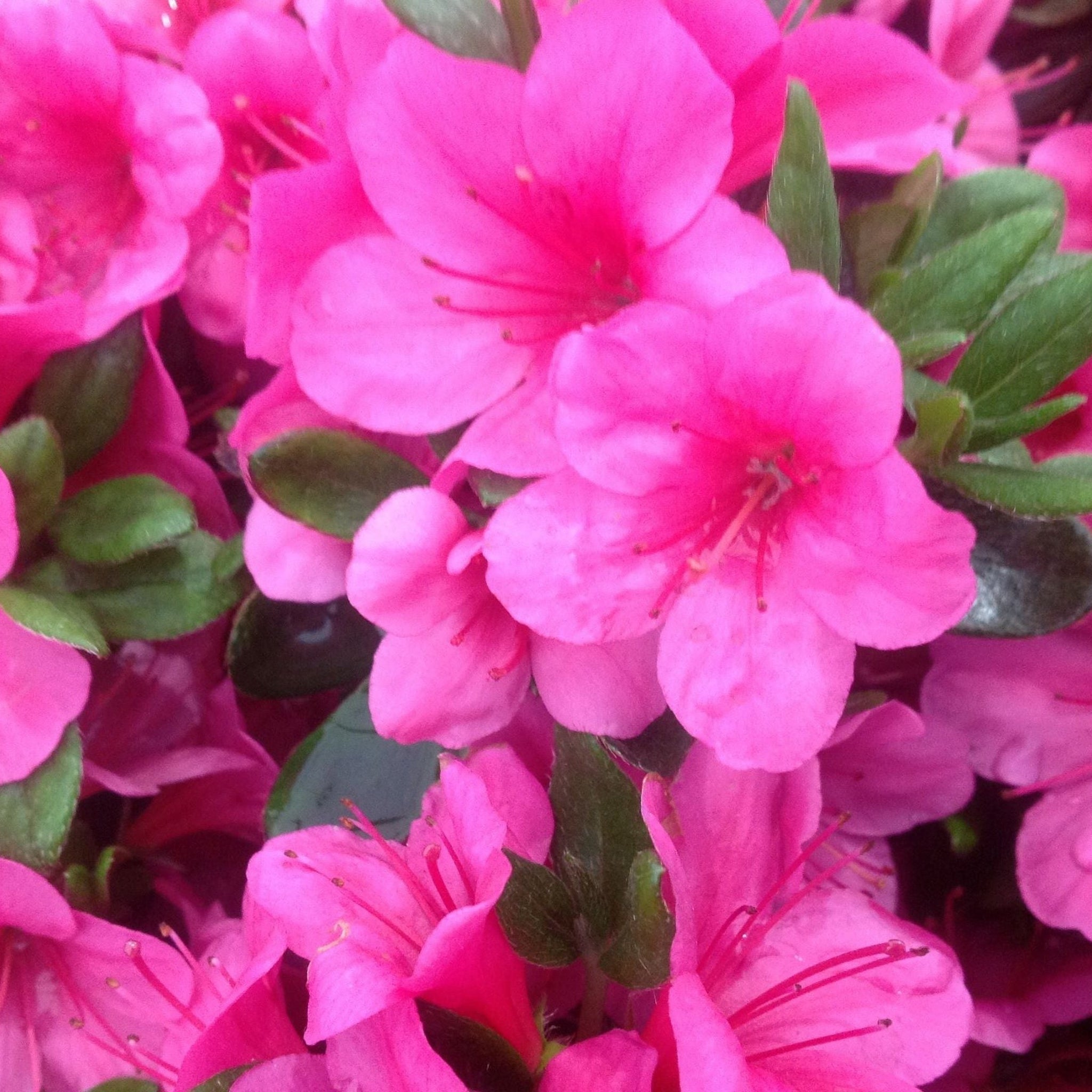 Azalea 'Geisha Pink' 1L – plants-express.com