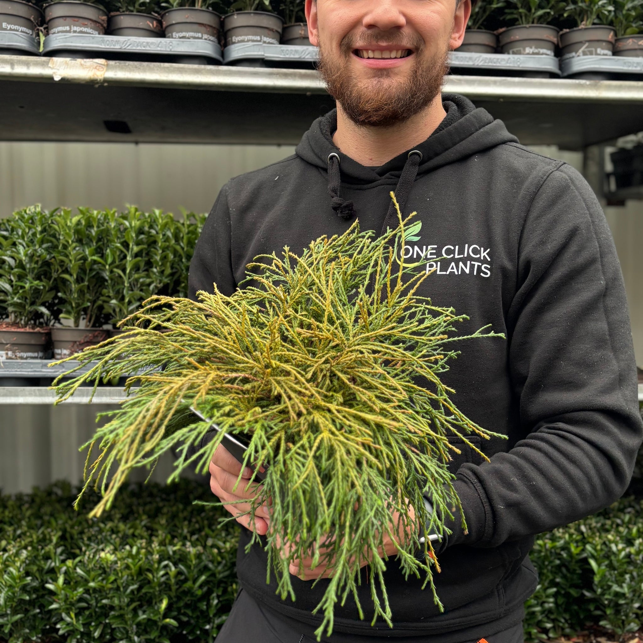 Chamaecyparis pisifera 'Filifera Nana' - Petite Threadleaf Cypress 2L ...