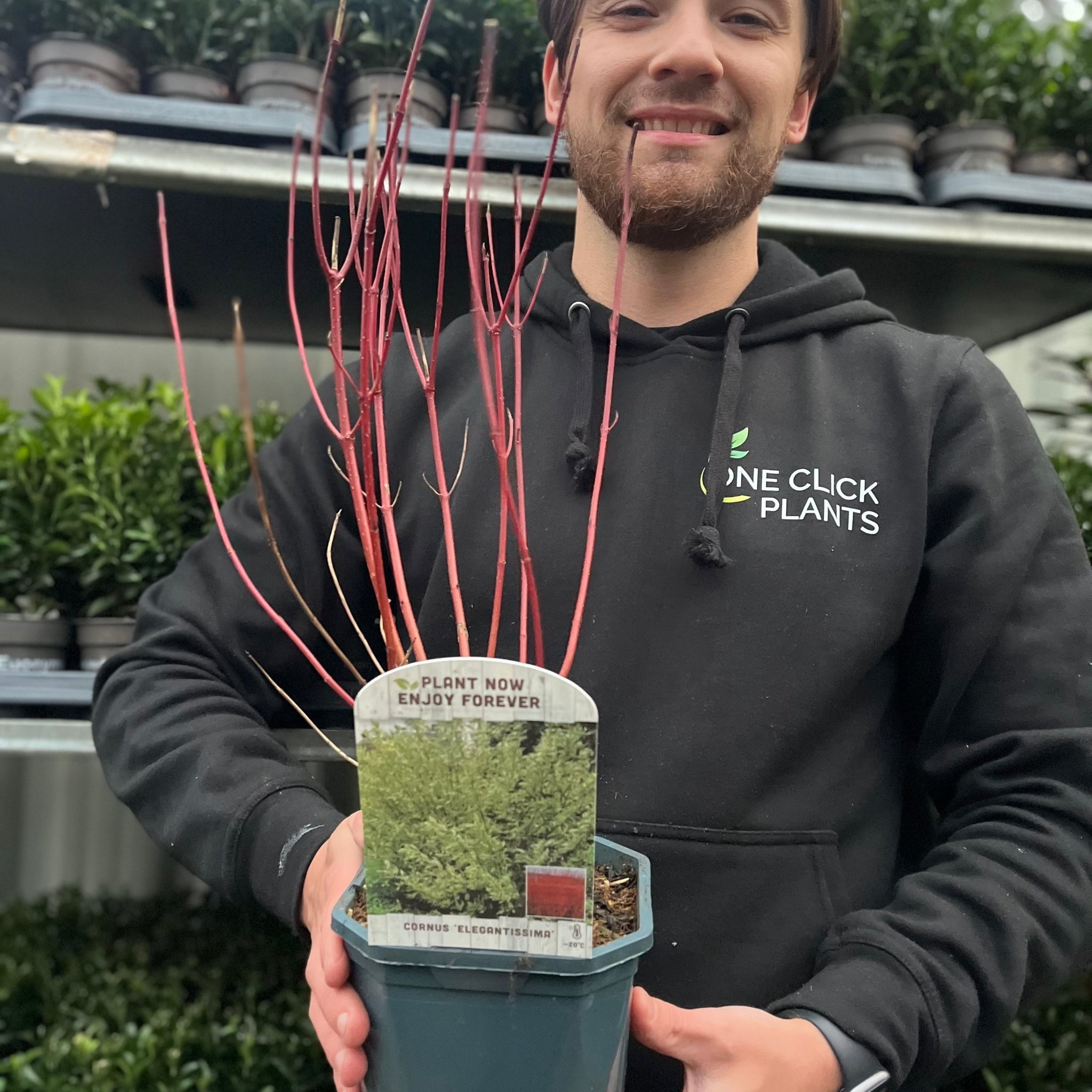 Cornus alba 'Elegantissima' Variegated Shrub with Red Winter Stems (1L ...