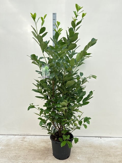Premium Cherry Laurel Hedge Plants - 7-8ft Potted (210-240cm) – plants ...