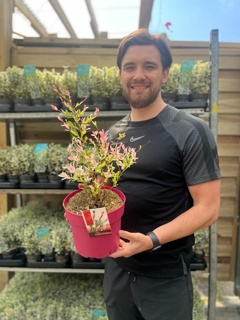 Salix integra 'Flamingo' Shrub 1L / 2L – plants-express.com