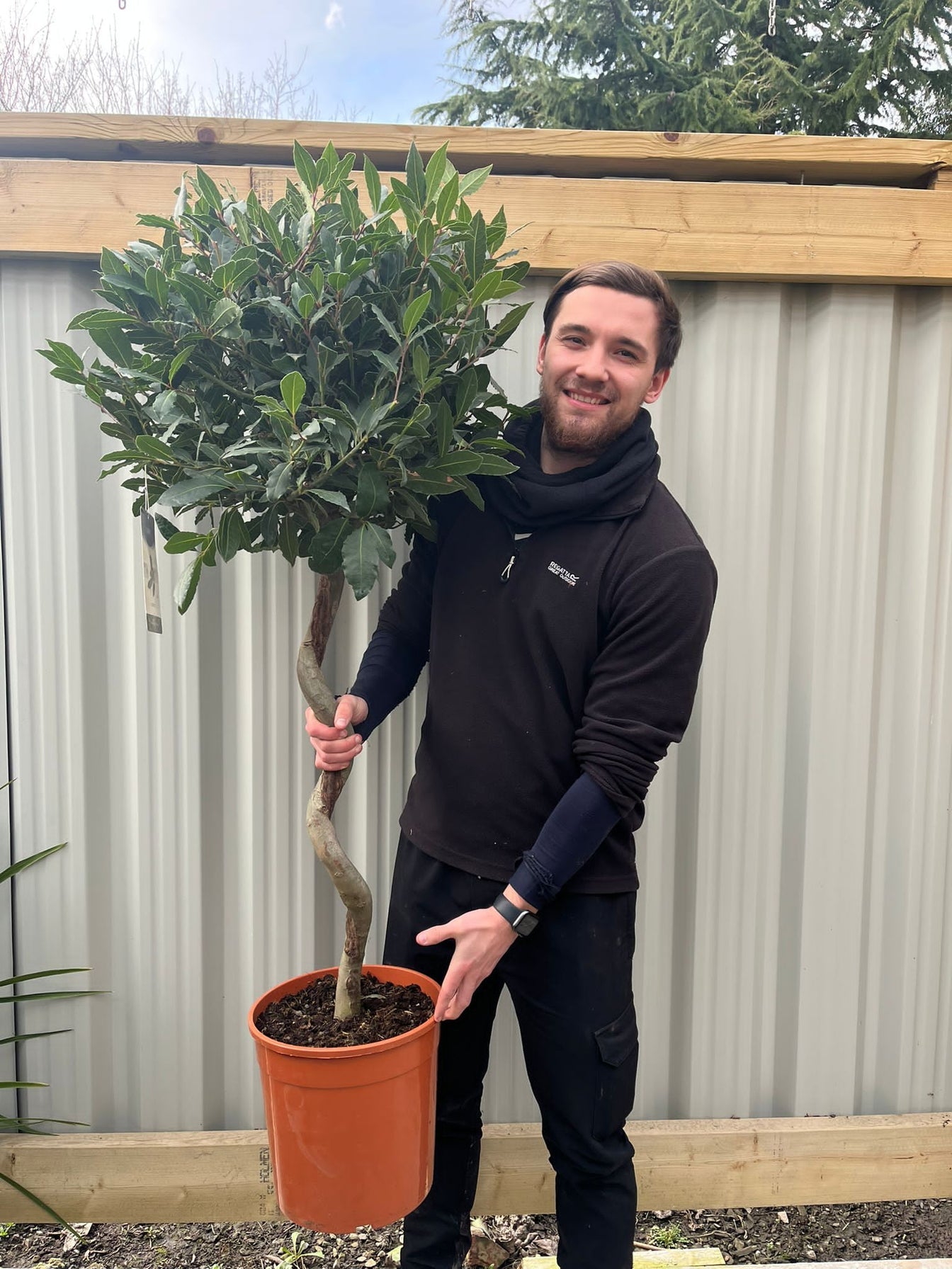Spiral Stem Bay Tree Laurus nobilis - 110-120cm & 140-150cm, 4-5ft ...